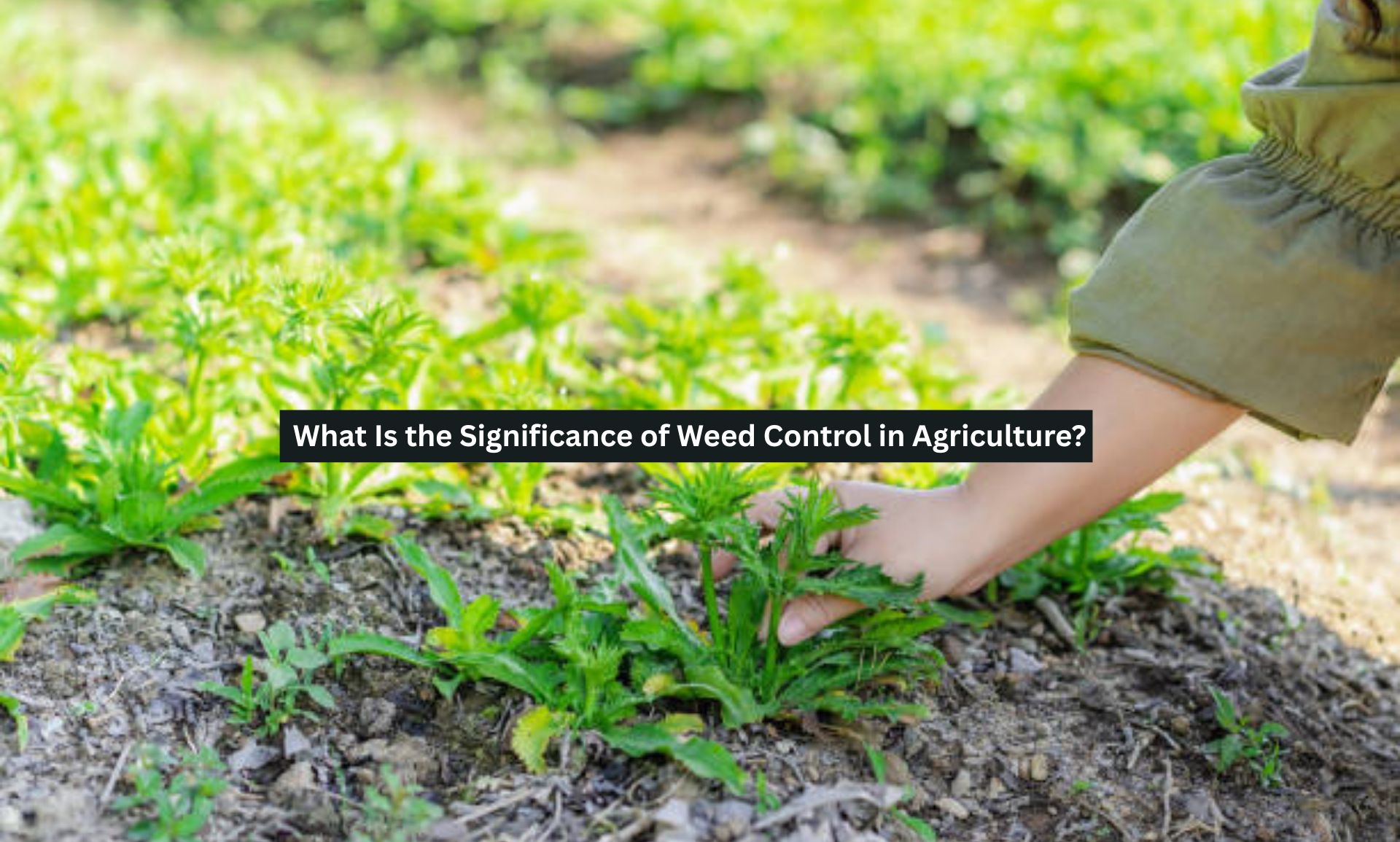 What Is the Significance of Weed Control in Agriculture? - CBD Quantity